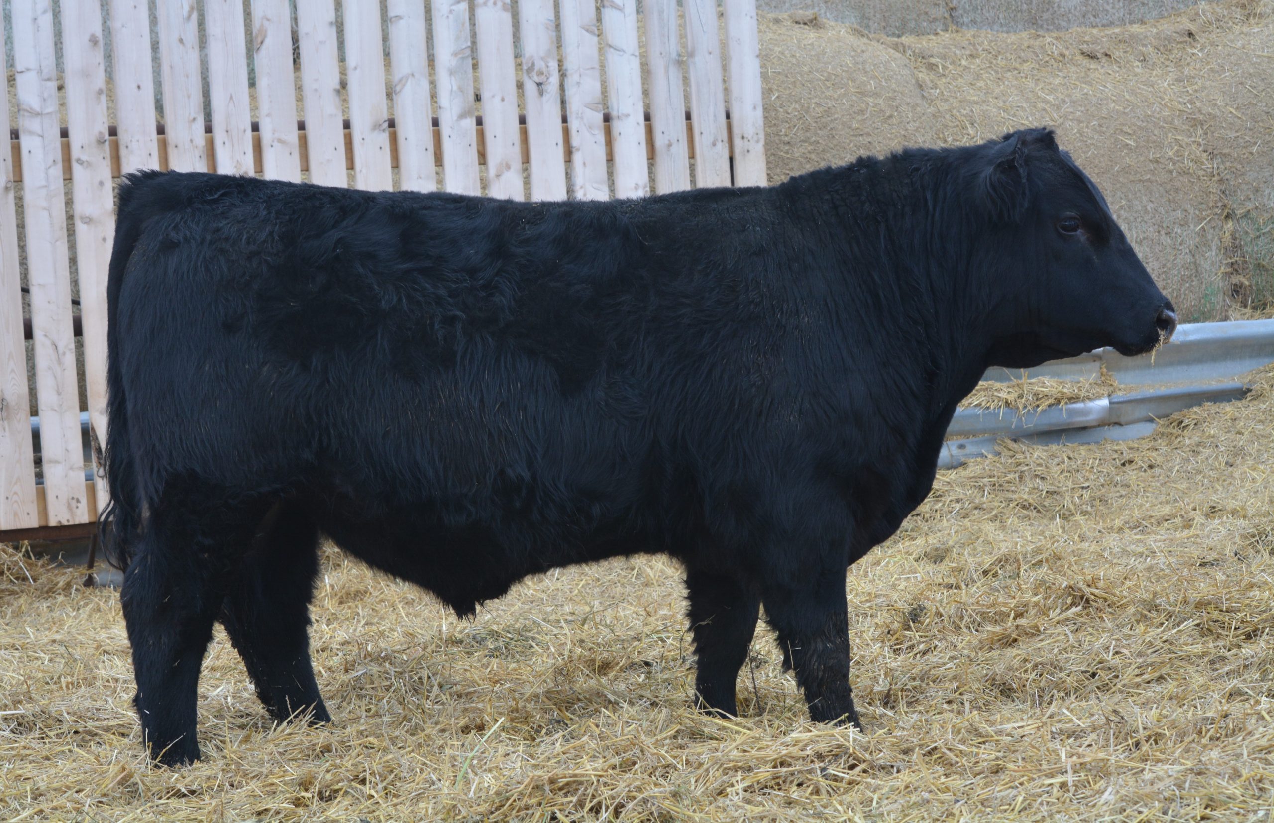 Sales & Events – Bar Heart Angus