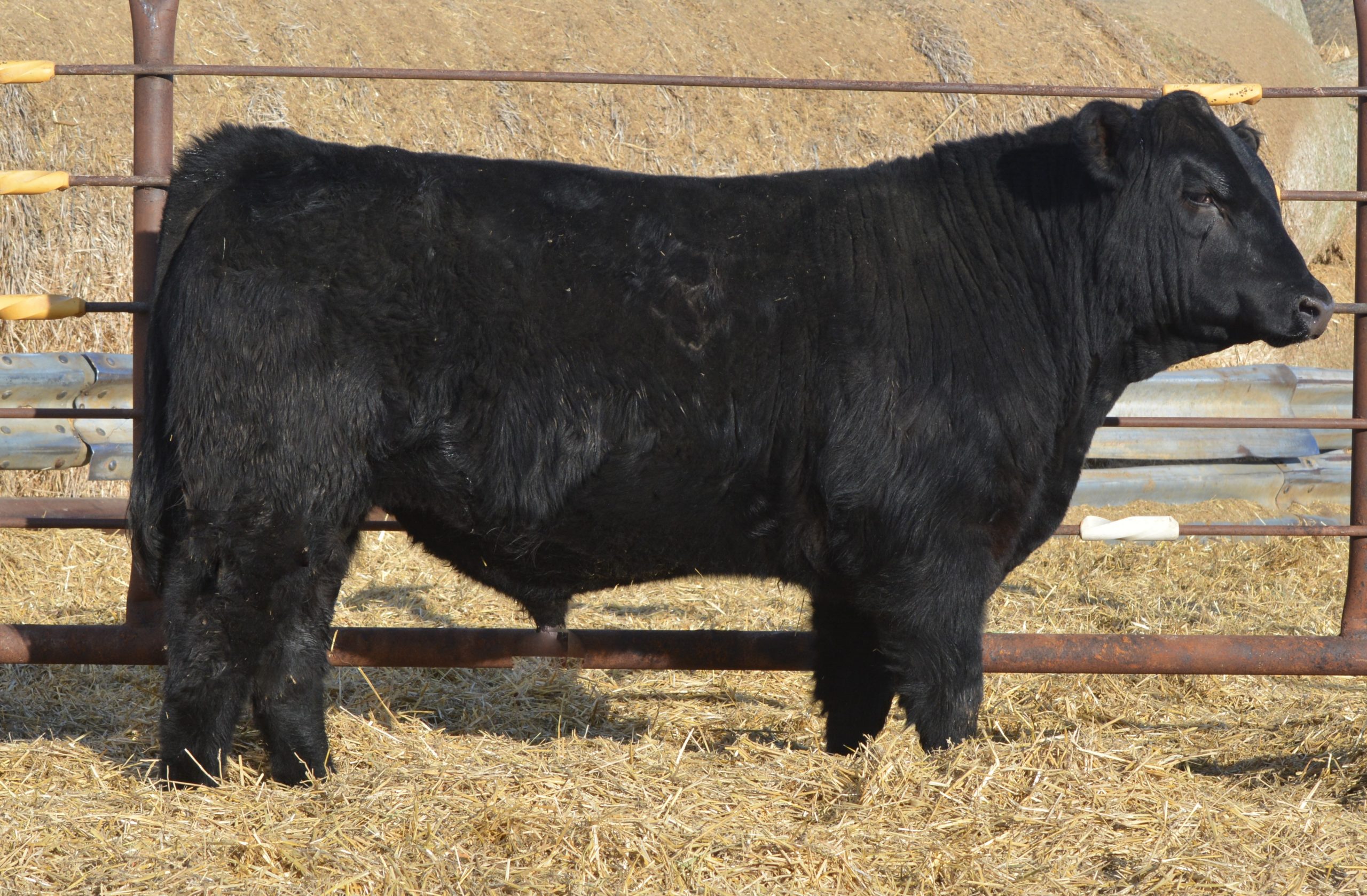 Sales & Events – Bar Heart Angus